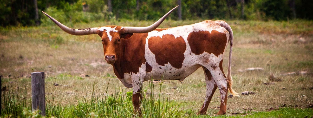 June Animal Encounters: Buy Tickets Online