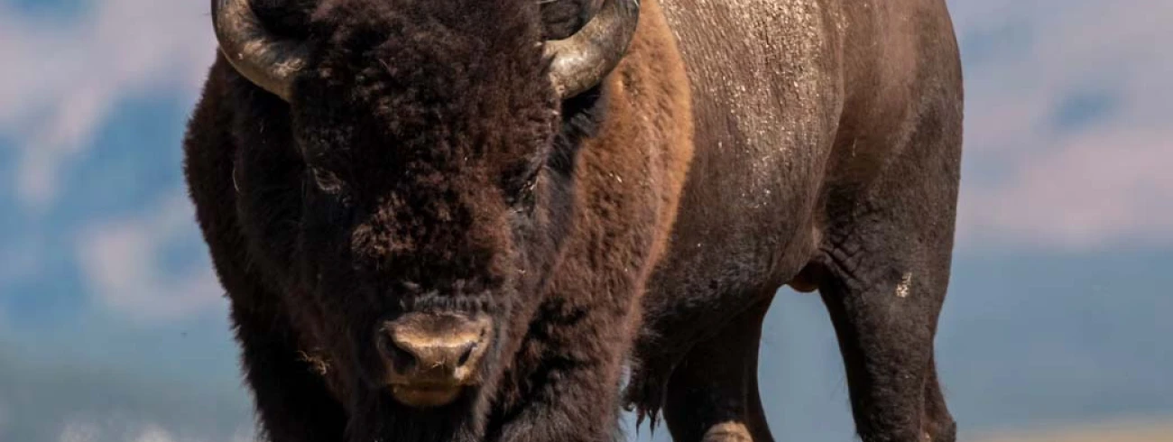 Lazy G Bison Tour And Presentation. 2 Yrs And Under Are Free: Buy ...