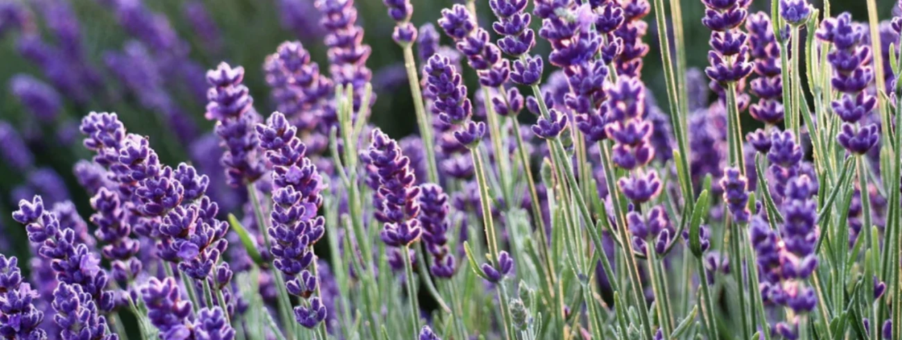 Culinary Lavender Workshop With Faverolles Gardens At The Station 603 ...